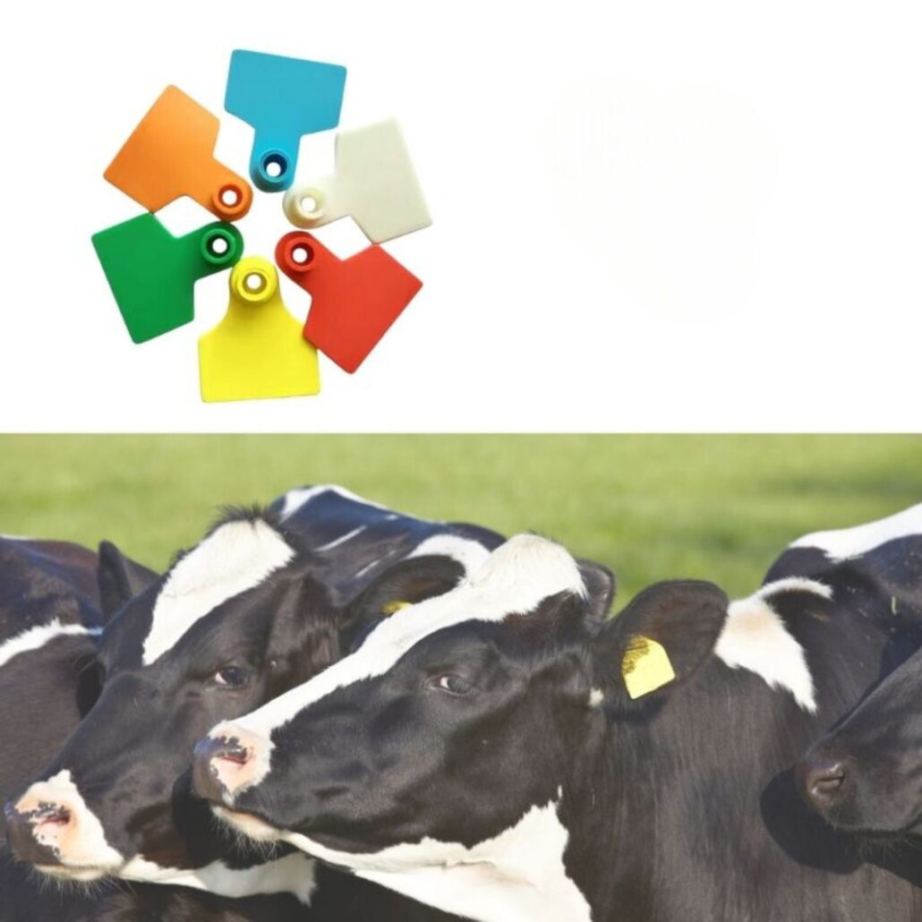 Animal Ear Tags RFID Cow Tags with Laser Printing Name - RFID Livestock