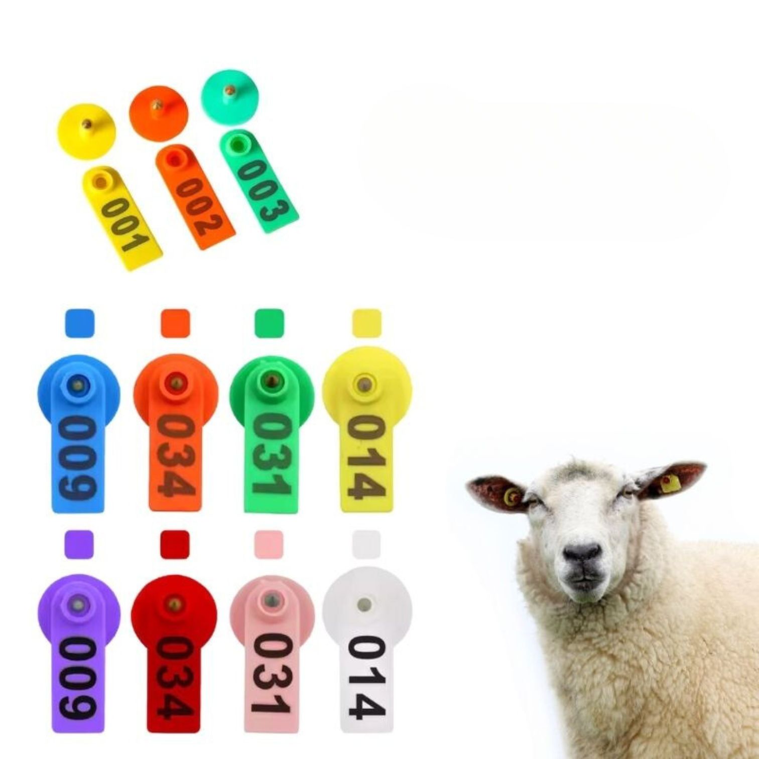 Sheep Tag Colours Uk Sheep Tag Colours Uk